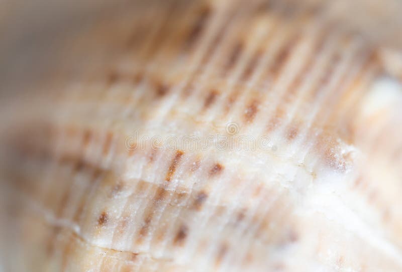Shell texture close up stock photo. Image of shell, beach - 363016456