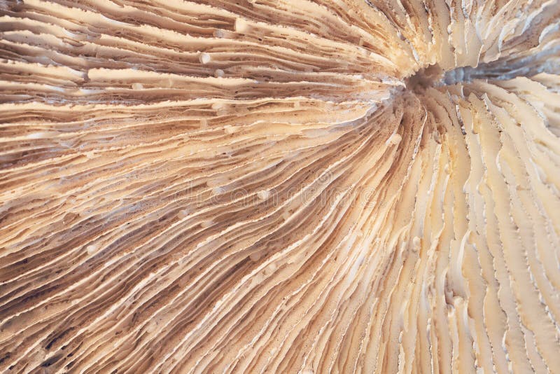 Shell texture close-up stock image. Image of macro, exotic - 166827045