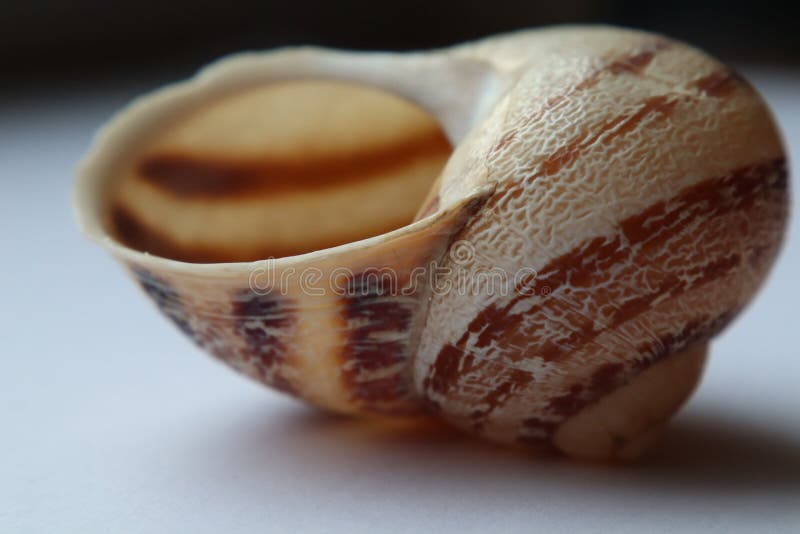 Macro Shoot of Shell Texture Stock Photo - Image of shell, macro: 176681440