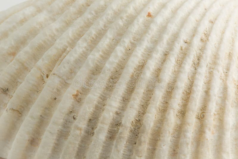 Macro shells stock image. Image of marine, element, extra - 24124741
