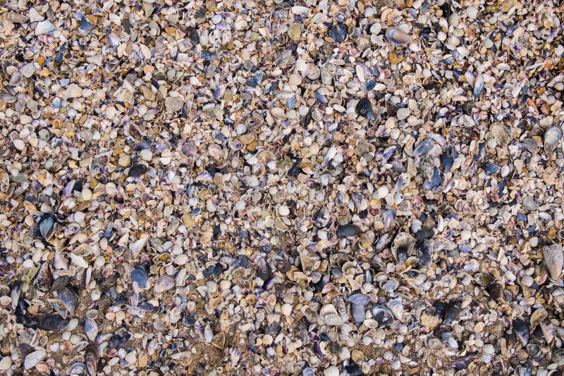 Shell Texture stock photo. Image of seashell, surface - 49960194