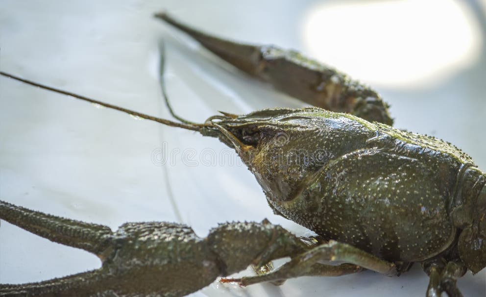 Shell Texture on a Live Crayfish Close-up Stock Photo - Image of black ...