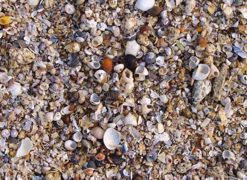 Sea Shell Layered Along the Beaches of Sanibel Sea Shells Stock Image ...
