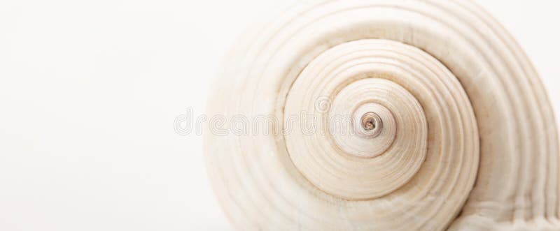 Shell texture swirl stock image. Image of circle, mollusk - 219395603