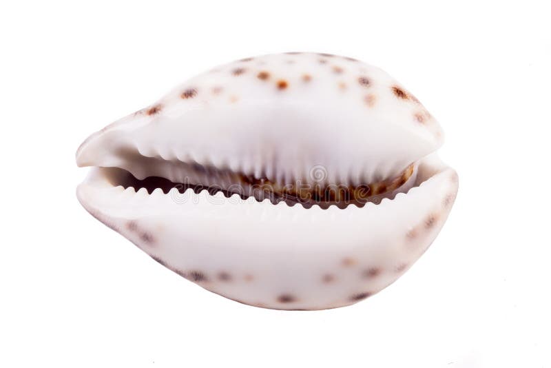 Shell of Tiger Cowrie (Cypraea Il Tigri) Fotografia Stock - Immagine di ...
