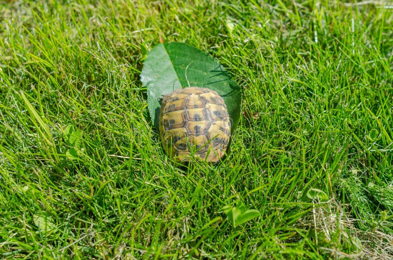 Shell of a Tiny Turtle on a Green Leaf among the Grass in the Garden ...