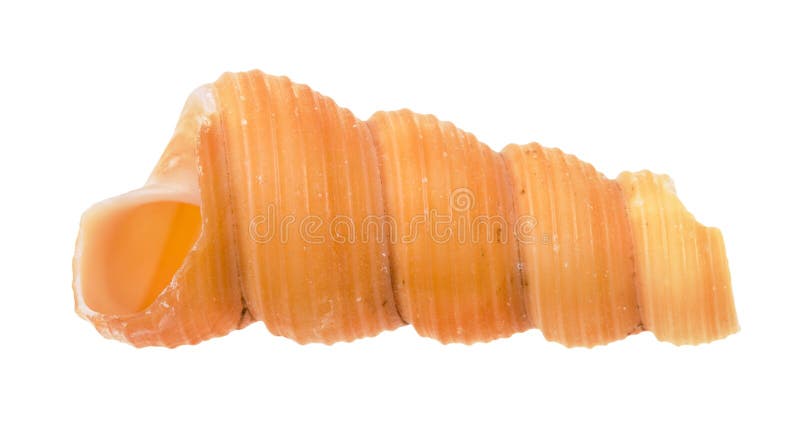 Seashell Tower stock photo. Image of shaped, tower, beach - 19079024