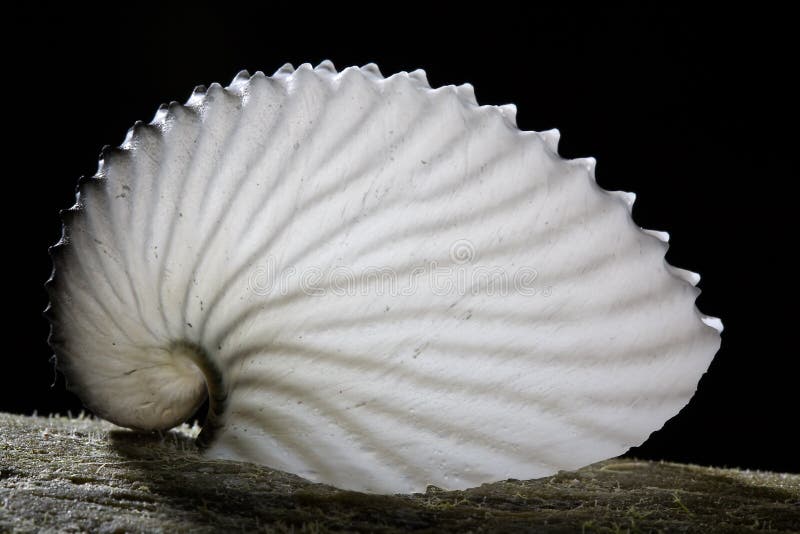 Shell on Tree, Probably Snail Shell Stock Image - Image of flocks ...