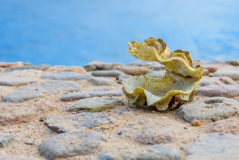 Shell of the Tridacna Mollusk. Red Sea on Background Stock Image ...