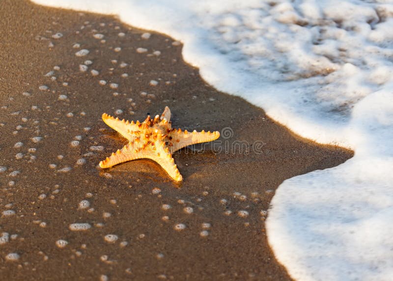 Shell on tropical beach stock image. Image of aquatic - 32002587