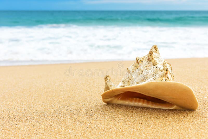 Shell on tropical beach stock image. Image of aquatic - 32002587