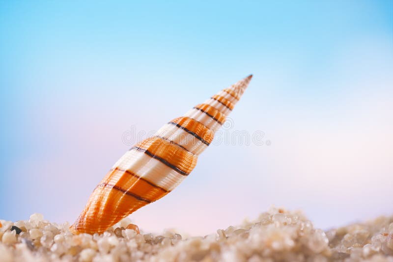 Shell Tropical Do Mar Da Concha Do Mar Com Oceano, Praia E Seascape ...