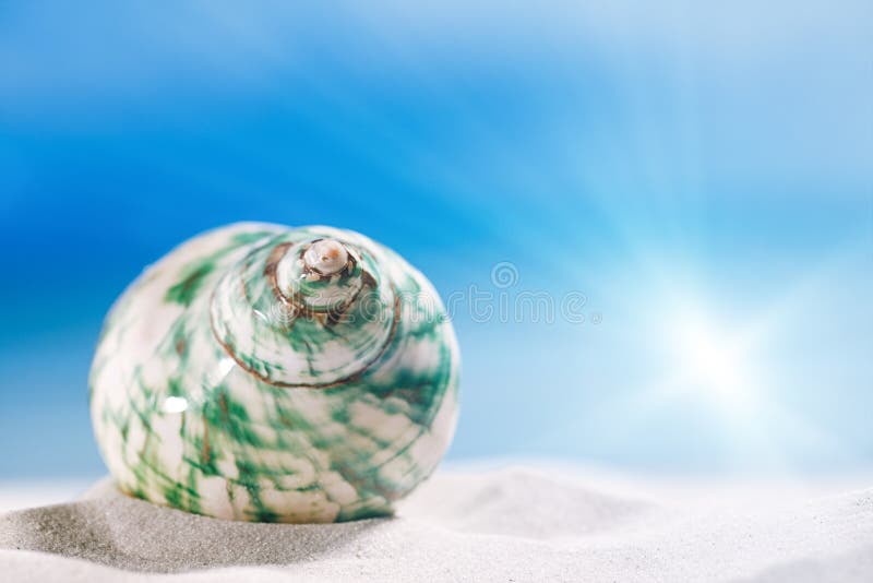 Shell Tropical Do Mar Da Concha Do Mar Com Oceano, Praia E Seascape ...