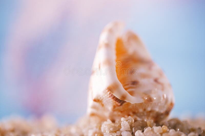 Shell Tropical Do Mar Da Concha Do Mar Na Areia Com Oceano Imagem de Stock - Imagem de tropical ...