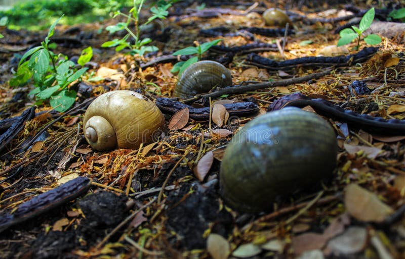 Shell on tropical field stock image. Image of abstract - 52804063
