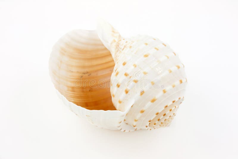 Shell of Tun Snail (Tonna Galea) Stock Image - Image of decorative ...