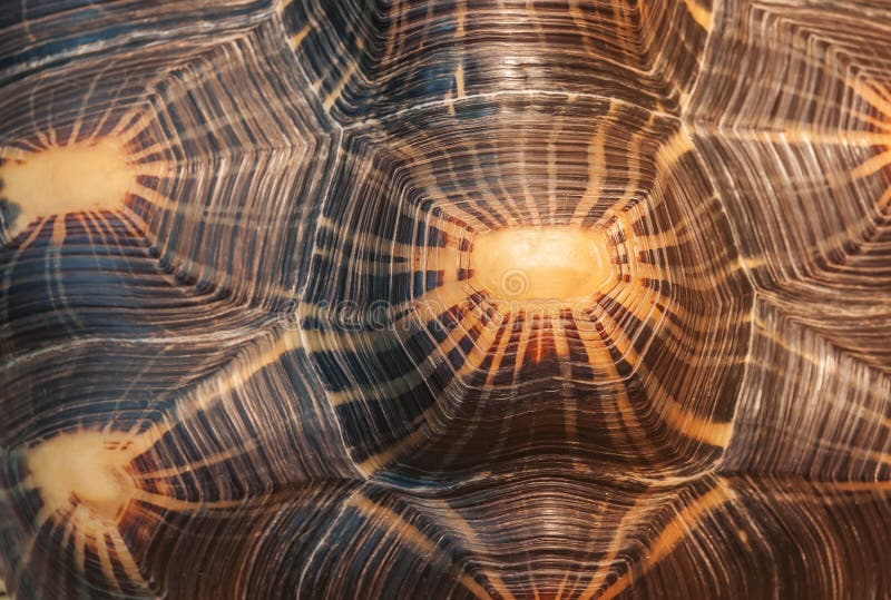 Tortoise shell stock photo. Image of animal, background - 26054682