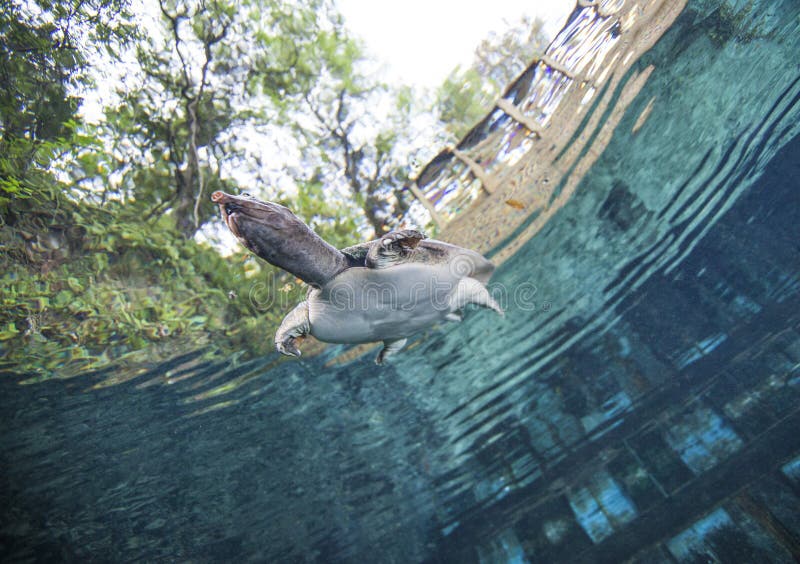 Shell Turtle Underside View Molle Image stock - Image du tortue ...