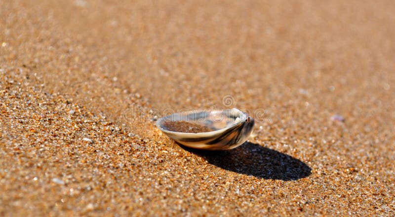 Shell two stock image. Image of fish, beach, shell, summer - 22960783