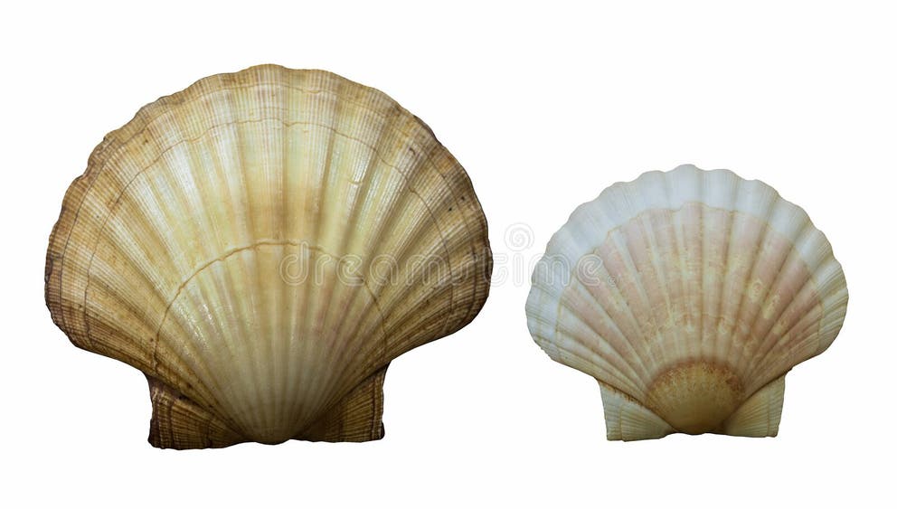 Shell , Two Shell / Isolated White Stock Illustration - Illustration of ...