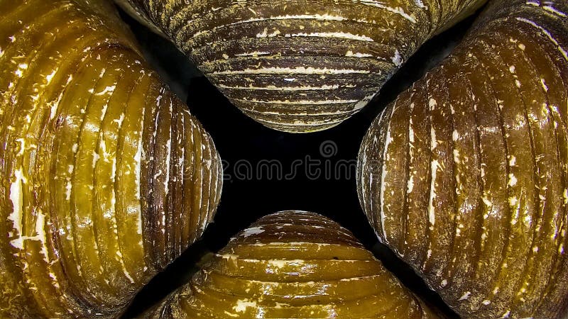 Shell under water stock photo. Image of lagoon, beauty - 93632634