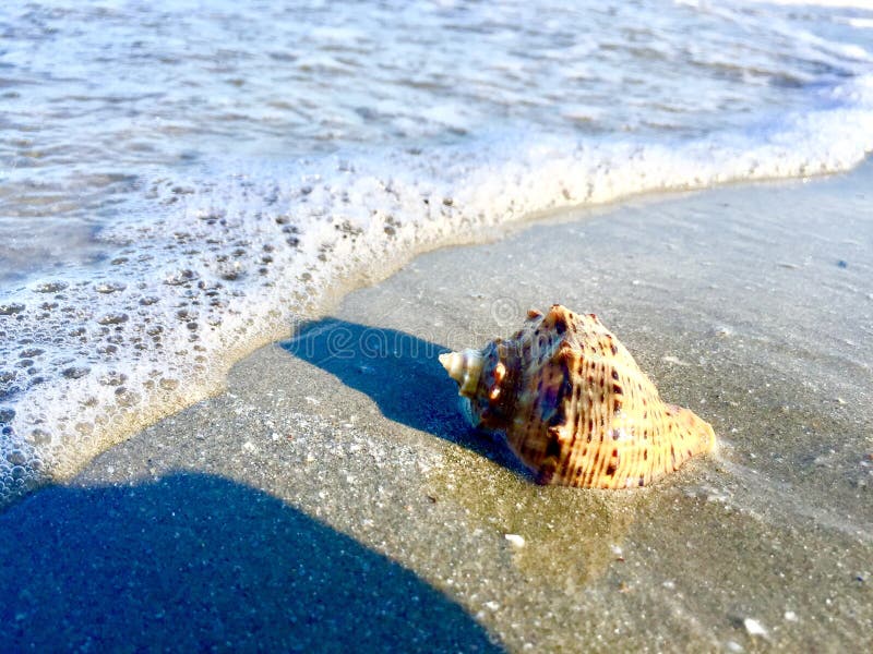 Shell under water stock image. Image of background, marine - 93663411