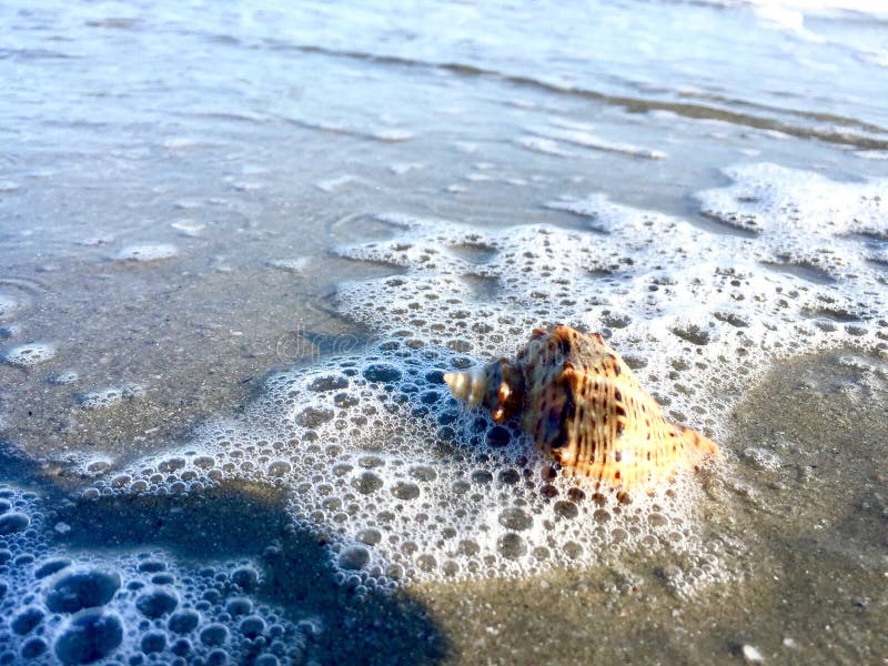 Shell under water stock photo. Image of ocean, lagoon - 93663416