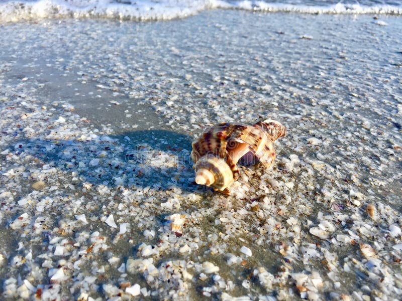 Shell under water stock image. Image of bright, colorful - 93663459
