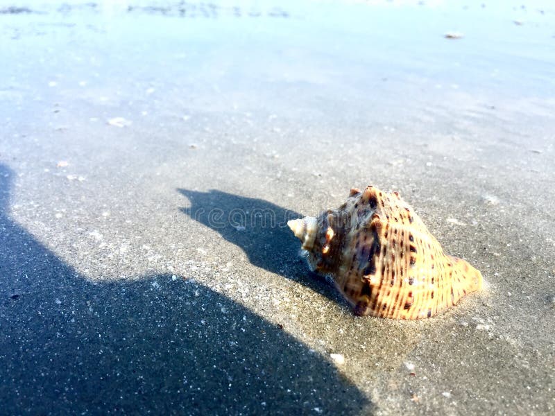 Shell under water stock photo. Image of seashell, pearl - 93663464