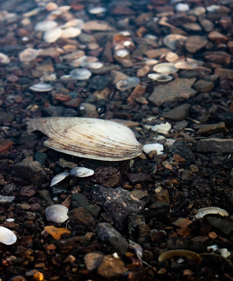 Shell and Water stock image. Image of seashell, hand, hold - 3007511