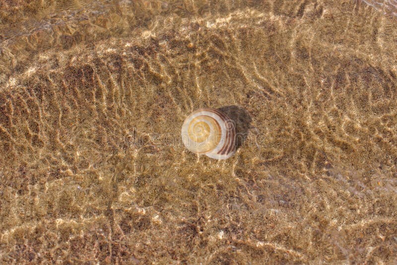Shell Under Water at Sandy Bottom Stock Photo - Image of transparent ...