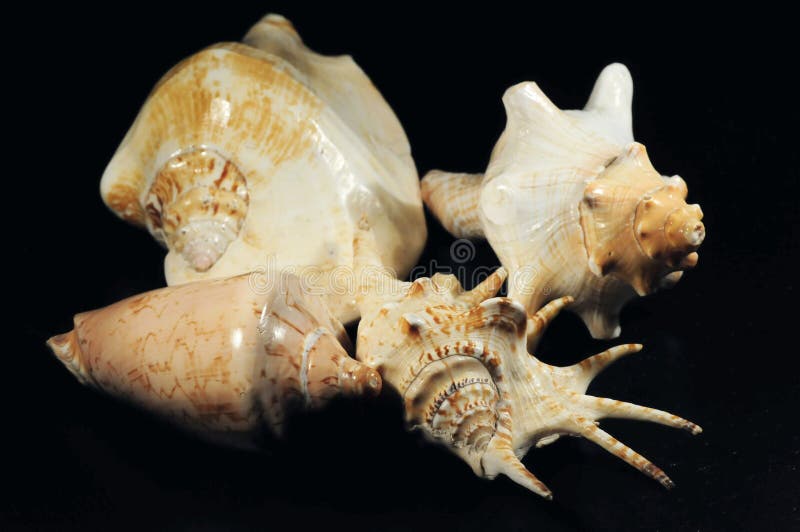 Shell , Underwater, Marine Life Stock Image - Image of marine, nature ...