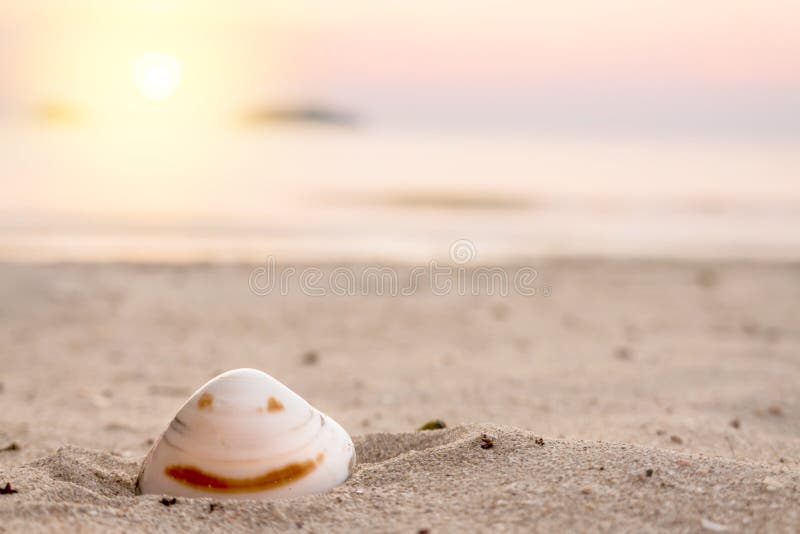 A Shell with an Unusual Natural Pattern, in the Form of a Smiley Face ...