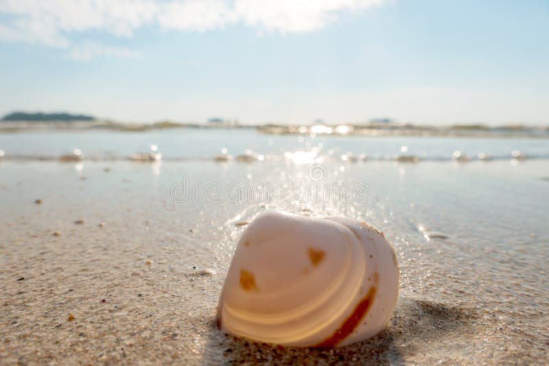 A Shell with an Unusual Natural Pattern, in the Form of a Smiley Face ...