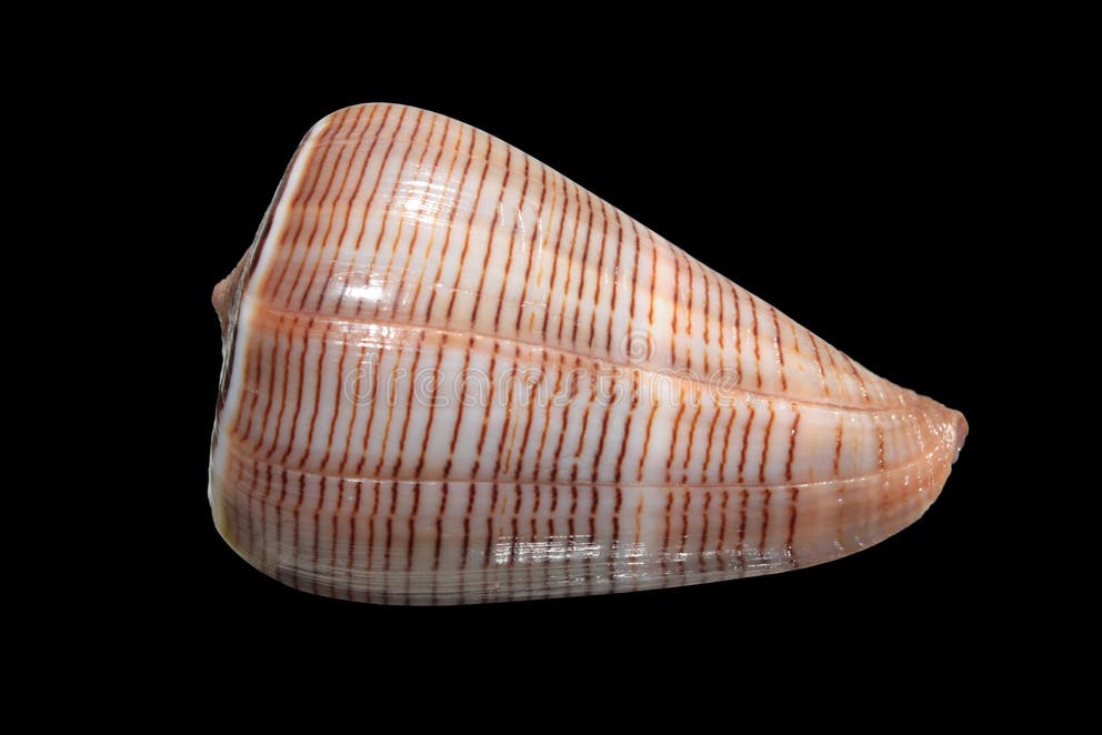 Shell Van Conus Figulinus Op Zwarte Achtergrond Stock Foto - Image of ...