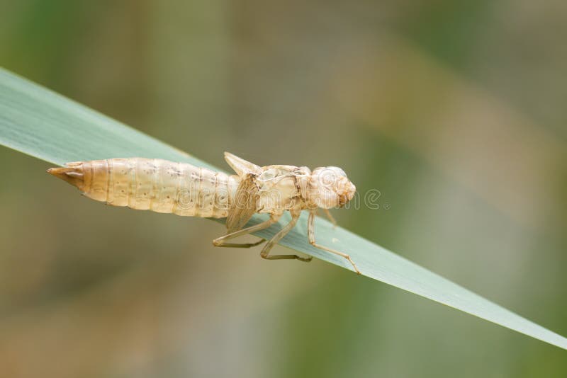 Shell Van Het Libelinsect Achtergrond Stock Foto - Image of dier, nimf ...