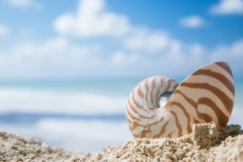Nautilus Schelp Op Strandsand Stock Afbeelding - Image of blauw, reis ...