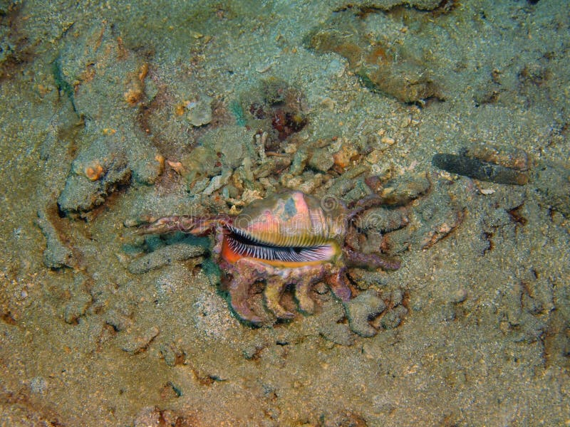 Shell van weekdier stock afbeelding. Afbeelding bestaande uit duik ...