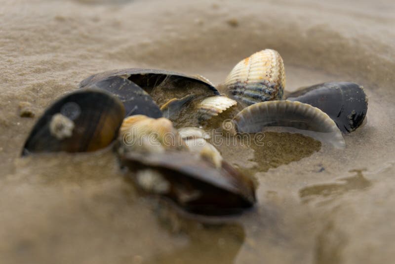 Shell, Wadden Sea, Low Tide Stock Image - Image of wadden, nature ...
