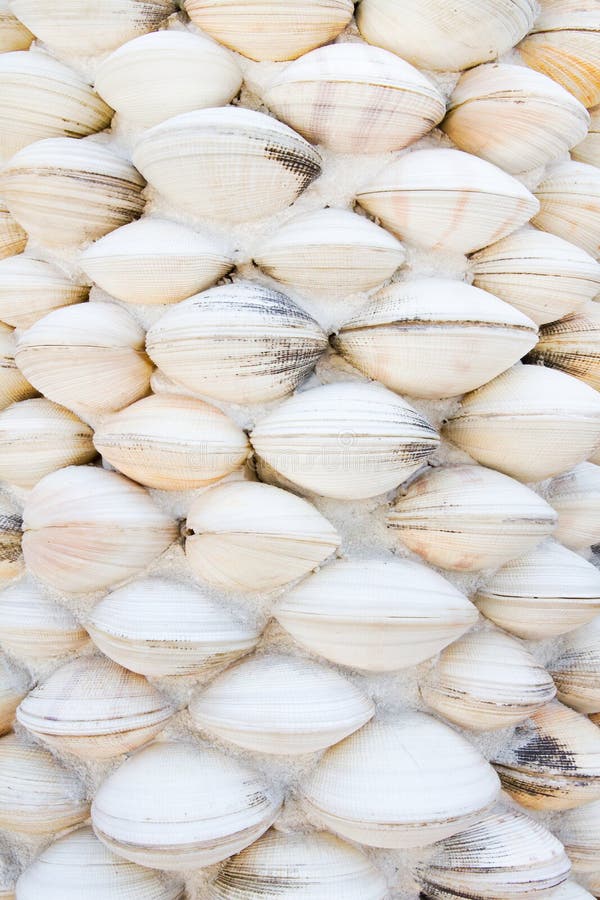 Shells stock image. Image of ecuador, beauty, beach, color - 16245251