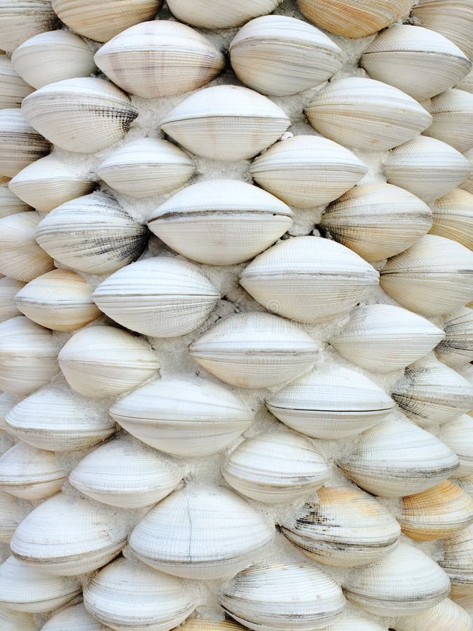 Sea Shell Wall stock photo. Image of plastered, cement - 45623158