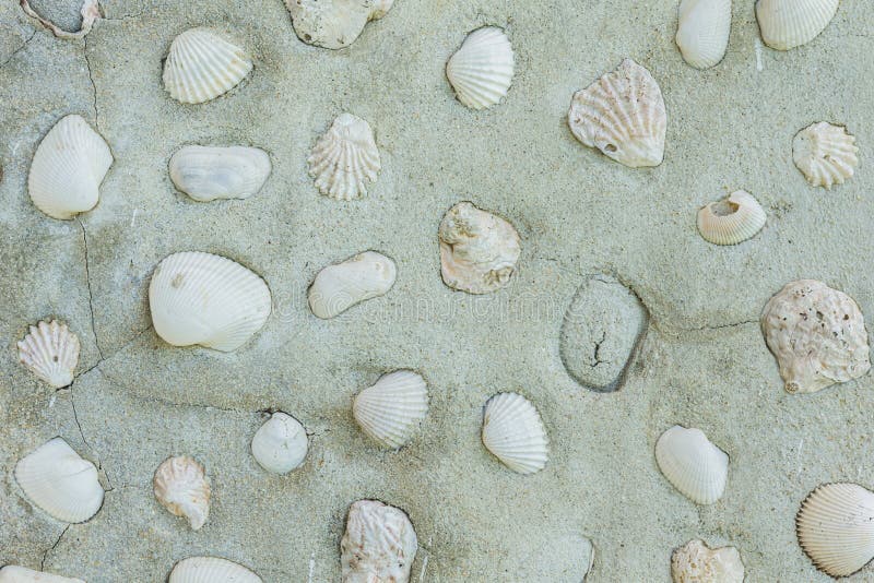 Shell Wall, Background Texture Stock Photo - Image of paper, sand: 97407078