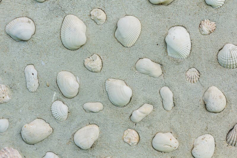 Shell Wall, Background Texture Stock Photo - Image of paper, border ...