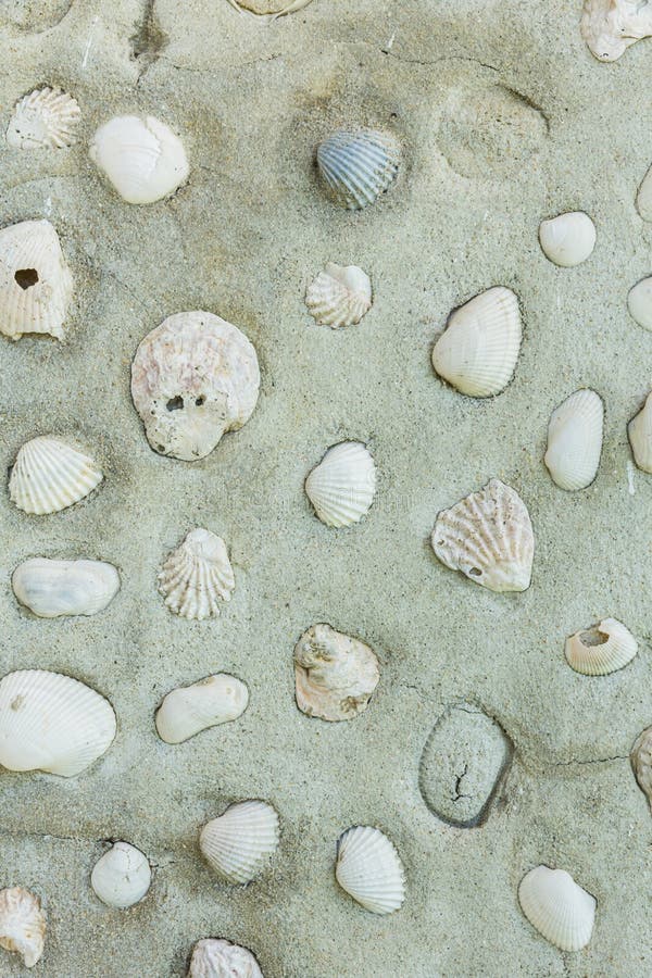 Shell Wall, Background Texture Stock Image - Image of border, build ...