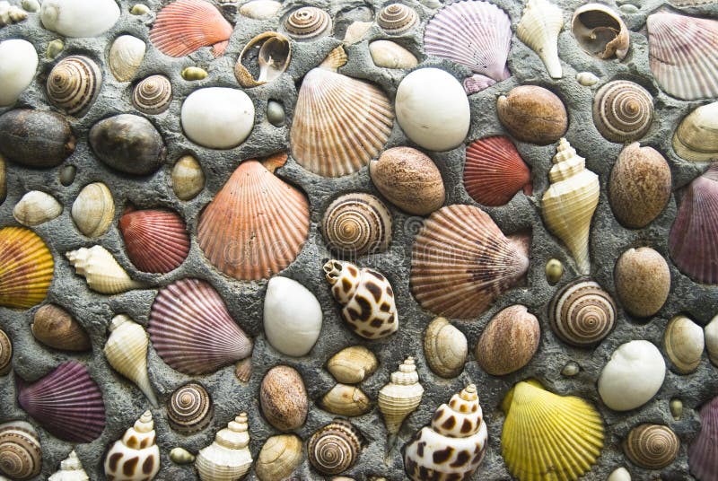 Shell wall stock image. Image of nature, scallop, marine - 57304397