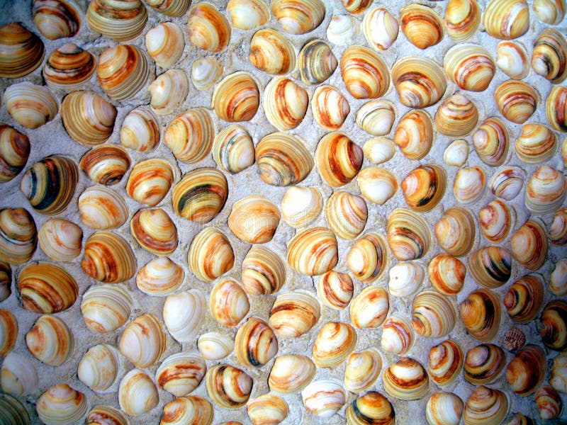 Sea Shell Wall stock photo. Image of plastered, cement - 45623158