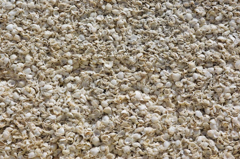 Sea Shell Wall stock photo. Image of plastered, cement - 45623158