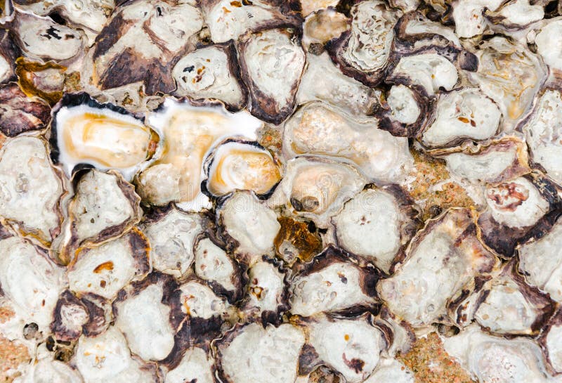 Sea Shell Wall stock photo. Image of plastered, cement - 45623158