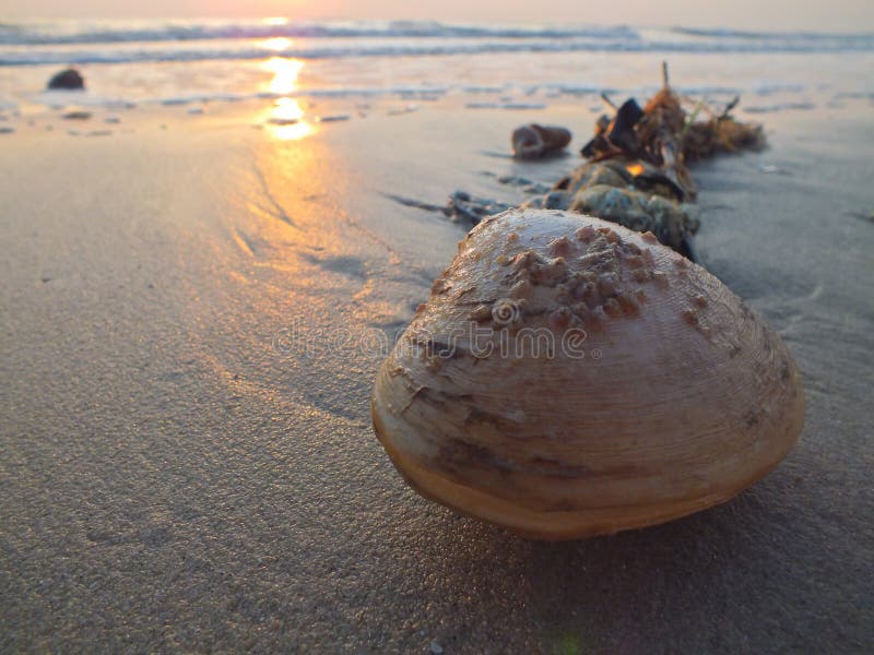 Shell Washed Up by the Wave Stock Photo - Image of barnacle, marine ...