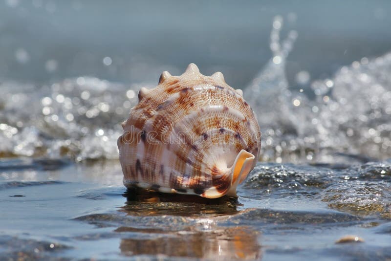 Conch shell on beach stock image. Image of holiday, collect - 5275787